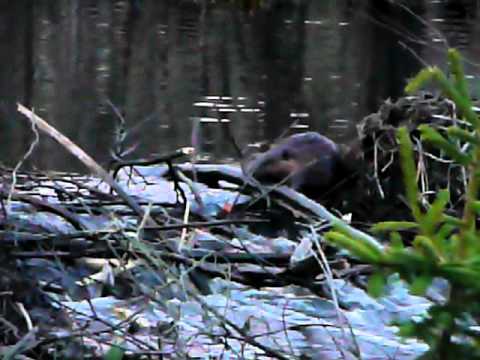 Pourquoi les castors ont la queue plate ? La réponse est sur Admicile.fr