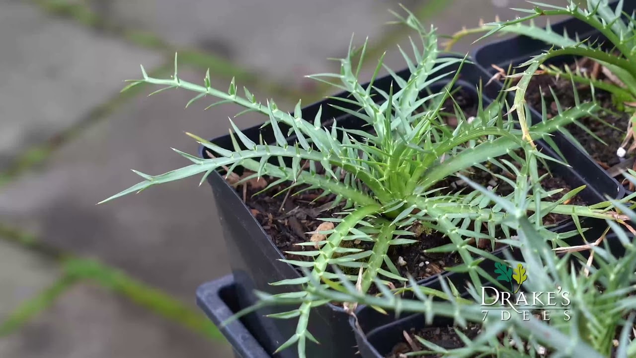 Media | Drake's 7 Dees