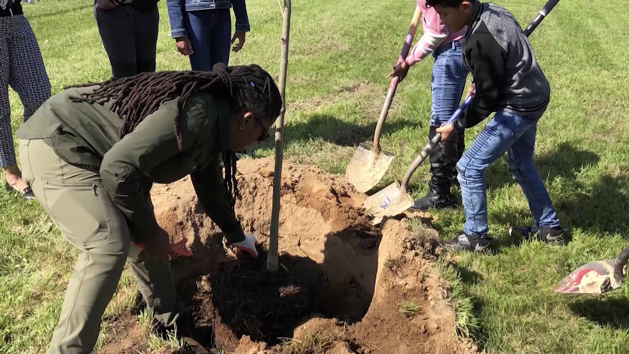 Delaware’s Urban and Community Forestry Program Offering Matching Grants for Planting Trees