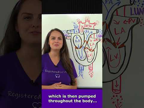 Heart Blood Flow Explained in 45 SECONDS #shorts