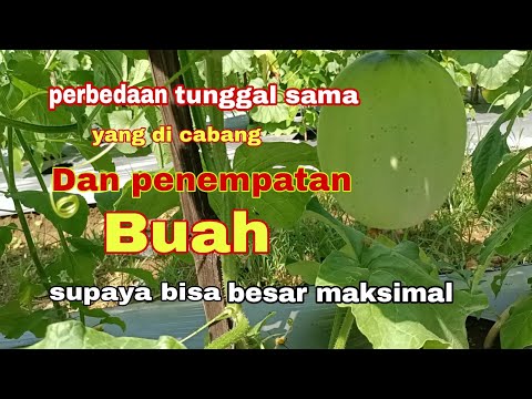 perbedaan tunggal sama yang di cabang dan penempatan buah agar bisa besar maksimal