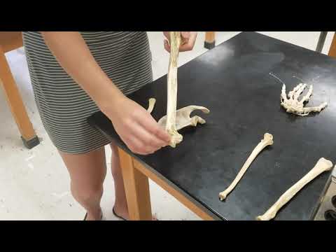 Bones of the Pectoral Girdle and Upper Limbs