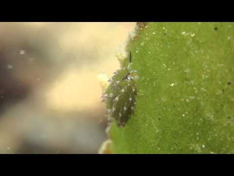 Little Leaf Sheep Nudibranch Grazes Adorably Underwater | Outdoors ...