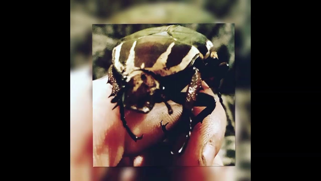 Comment maîtriser la crête iroquoise et les pointes de Liberty