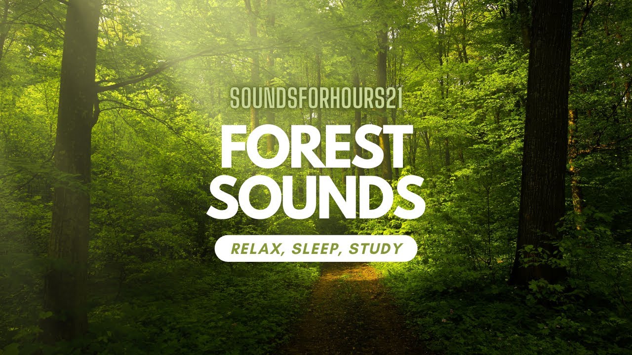 Wind Through Pine Trees | 3 Hours | 4k Video | Sounds for Sleep