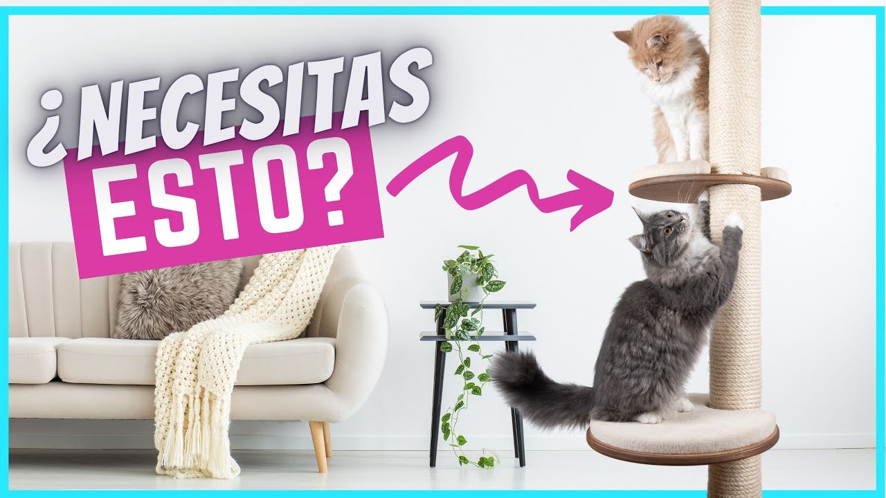 Poste rascador para gatos - ¿Para qué lo necesita tu gato y a qué debes prestar atención?