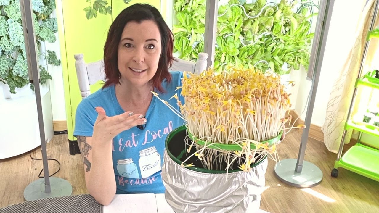 HOW TO USE THE AUTOMATIC BEAN SPROUTING MACHINE - MY RESULTS!!