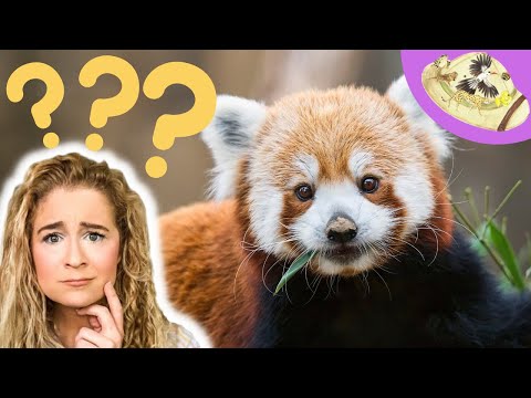 Why Are Red Pandas Endangered?