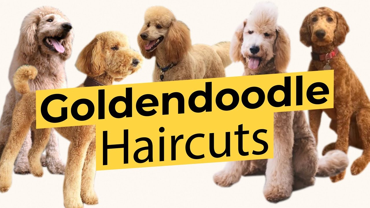 Best Types of Goldendoodle Haircuts! 🐶🦴✂️