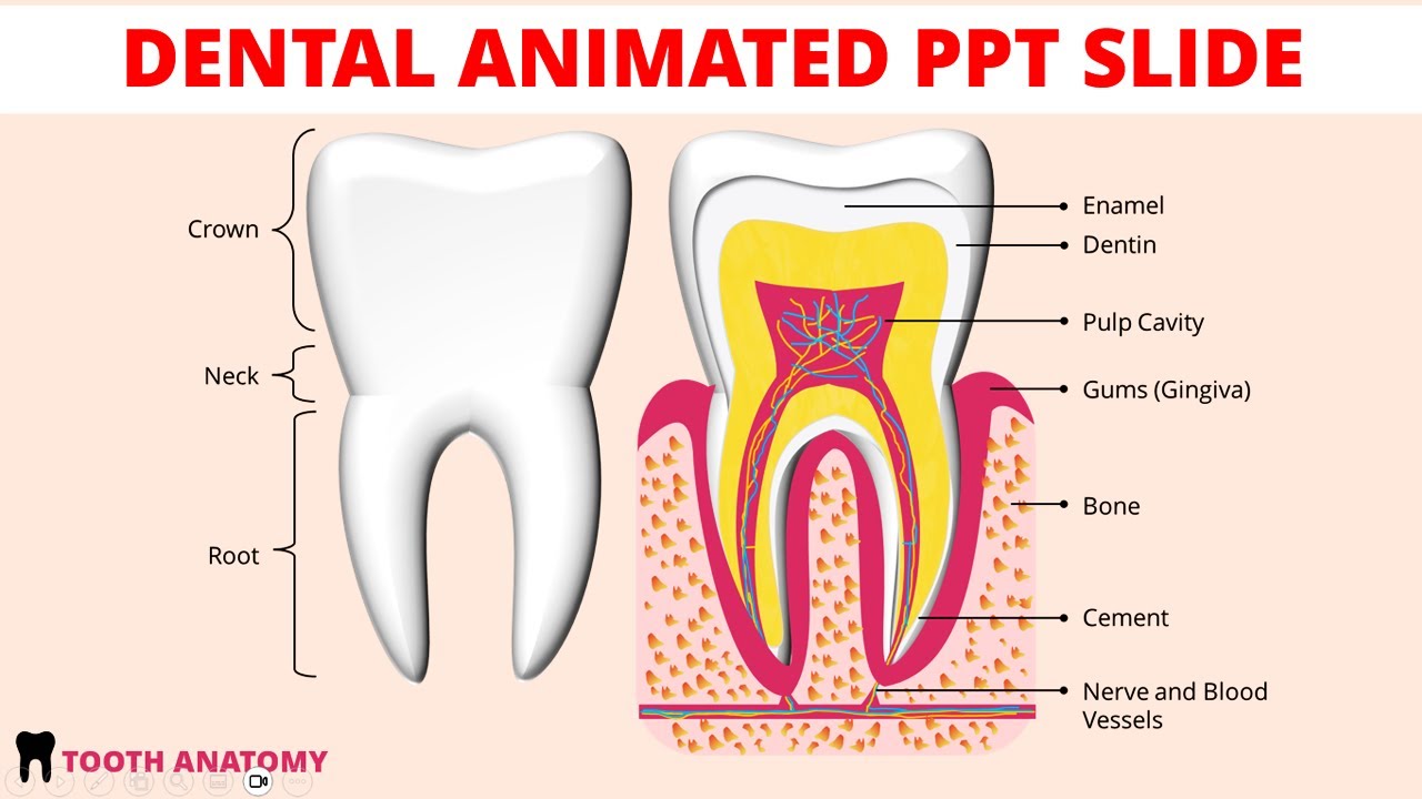 Dental Animated PPT Slides