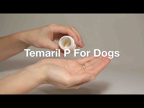 Temaril P For Dogs – A Complete Guide To Your Dog’s Prescribed Drug