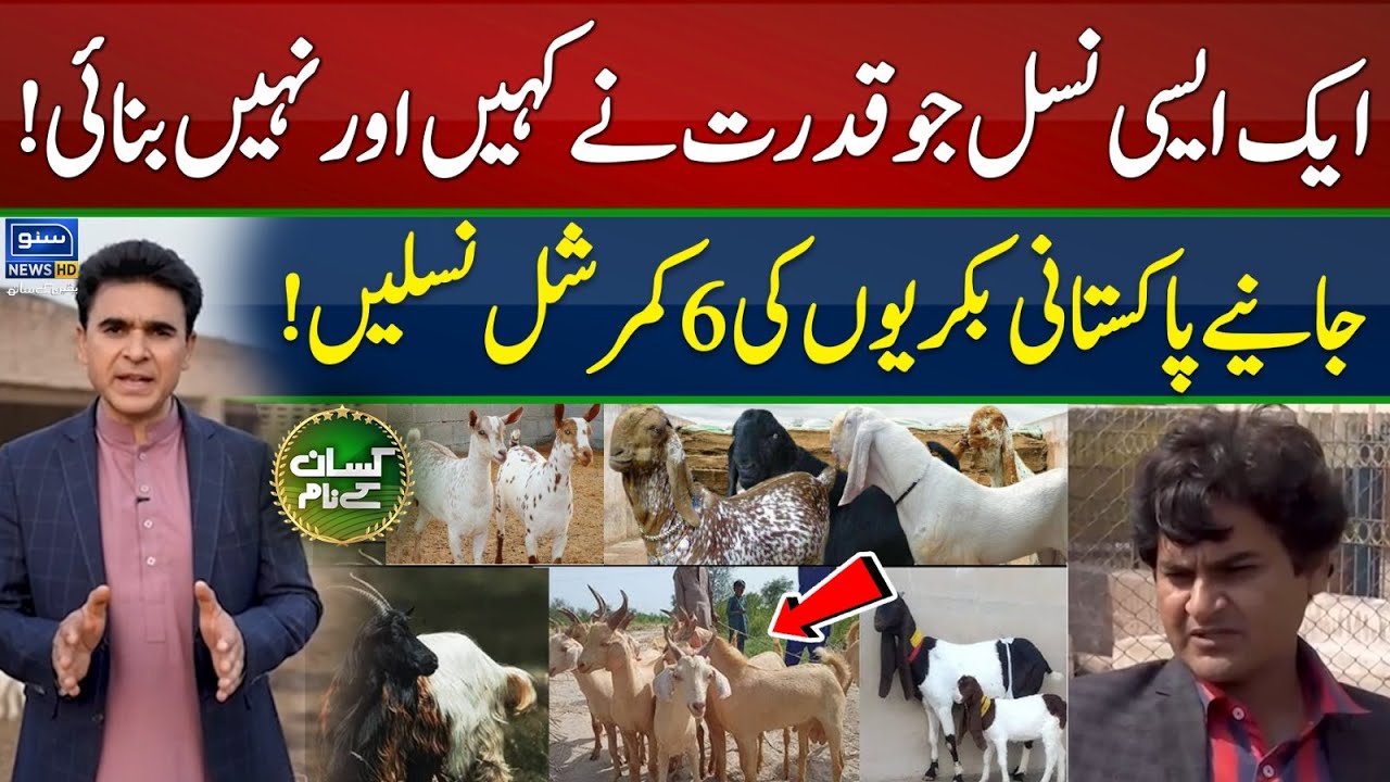 Different sheep goat breeds in Pakistan | Suitable areas for different breeds | Kissan Kay Naam|EP56