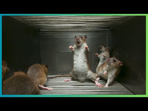 How to Deal With Aggression in Pet Rats 🐀