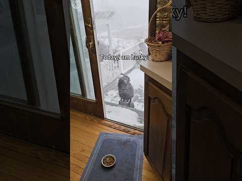 When a dog sees snow for the first time😆🥰 #funny #doglovers #dogs
