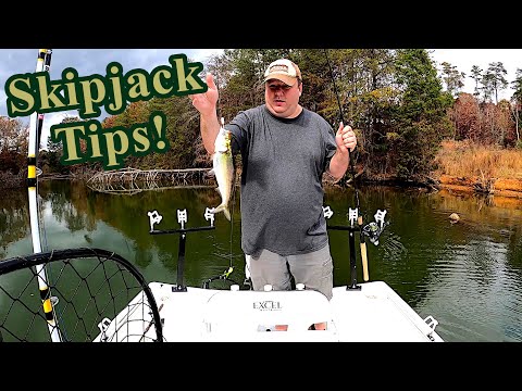 How to Catch, Transport, and Store Skipjack Herring