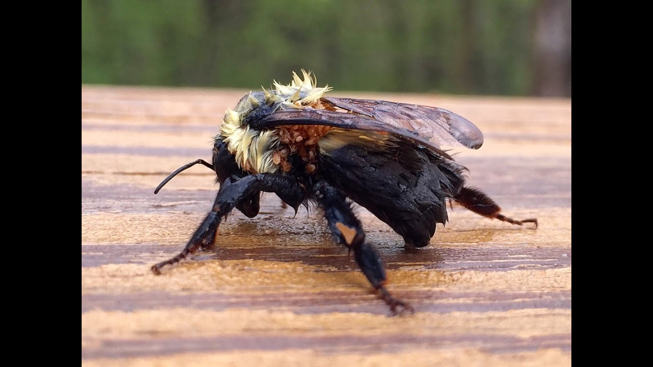 Bumble Bee Infested with Mites