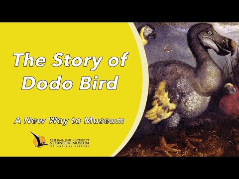 The Story of Dodo Bird | A New Way to Museum