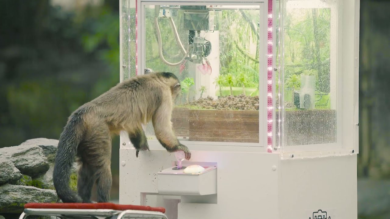 Monkey In Japan Plays The Crane Machine And Actually Wins Raisins