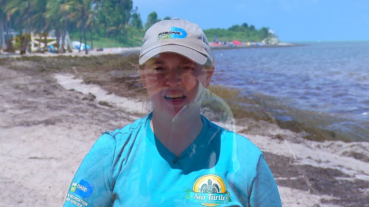 #ThePlayground: Miami-Dade Sea Turtle Conservation Program