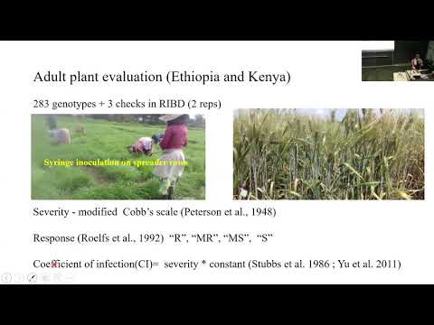 Shitaye Homma Megerssa: Searching sources of stem rust resistance ...