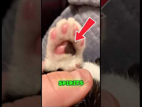 SPECIAL PAWS Of Cats #shorts