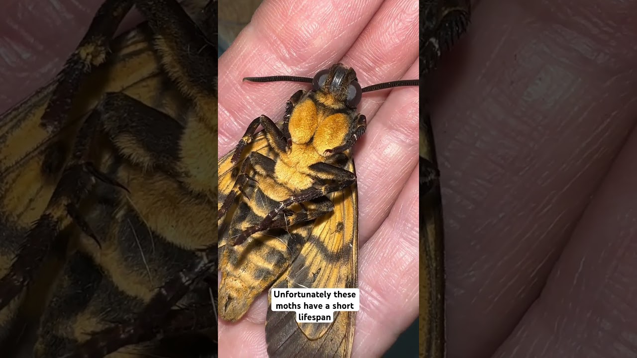 Our deaths head hawk moth didn’t live long Acherontia atropos #moths #hawkmoth #deathsheadhawkmoth