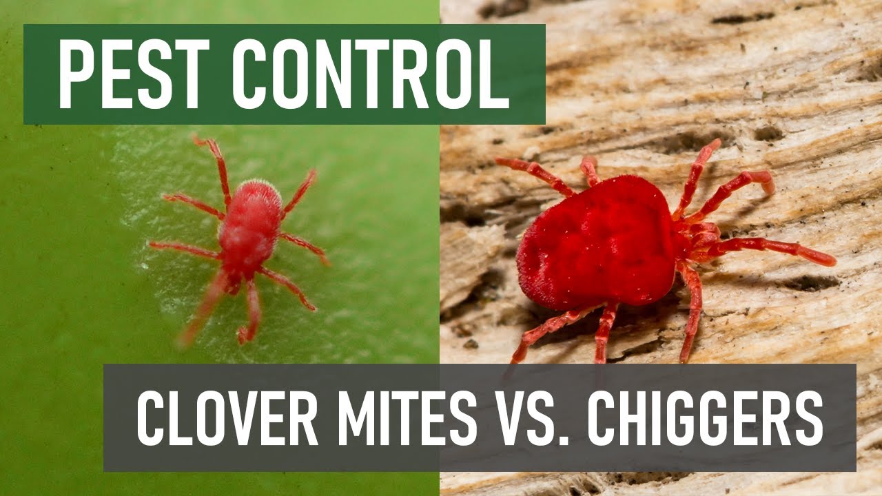 Clover Mites Vs. Chiggers: Difference Between These Pests