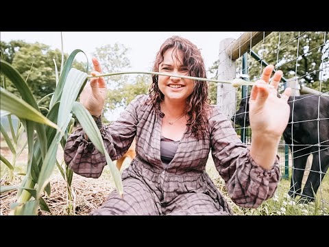 Monster Garlic and This Little Piggy | VLOG