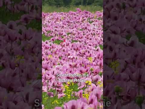 Mohnblüten, so weit das Auge reicht in #Germerode #hessenschau #shorts