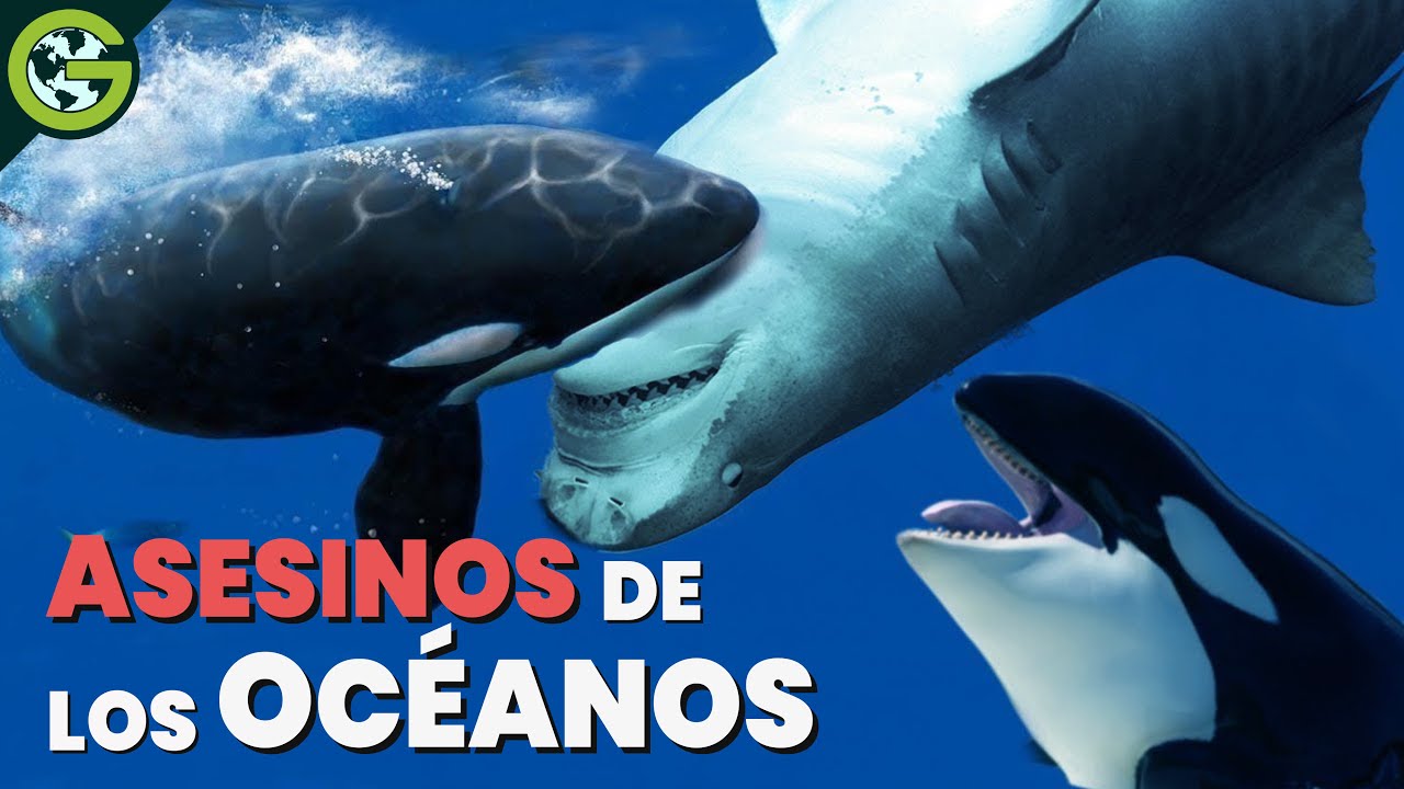 ORCAS are the most DANGEROUS PREDATORS in the OCEANS 🐋