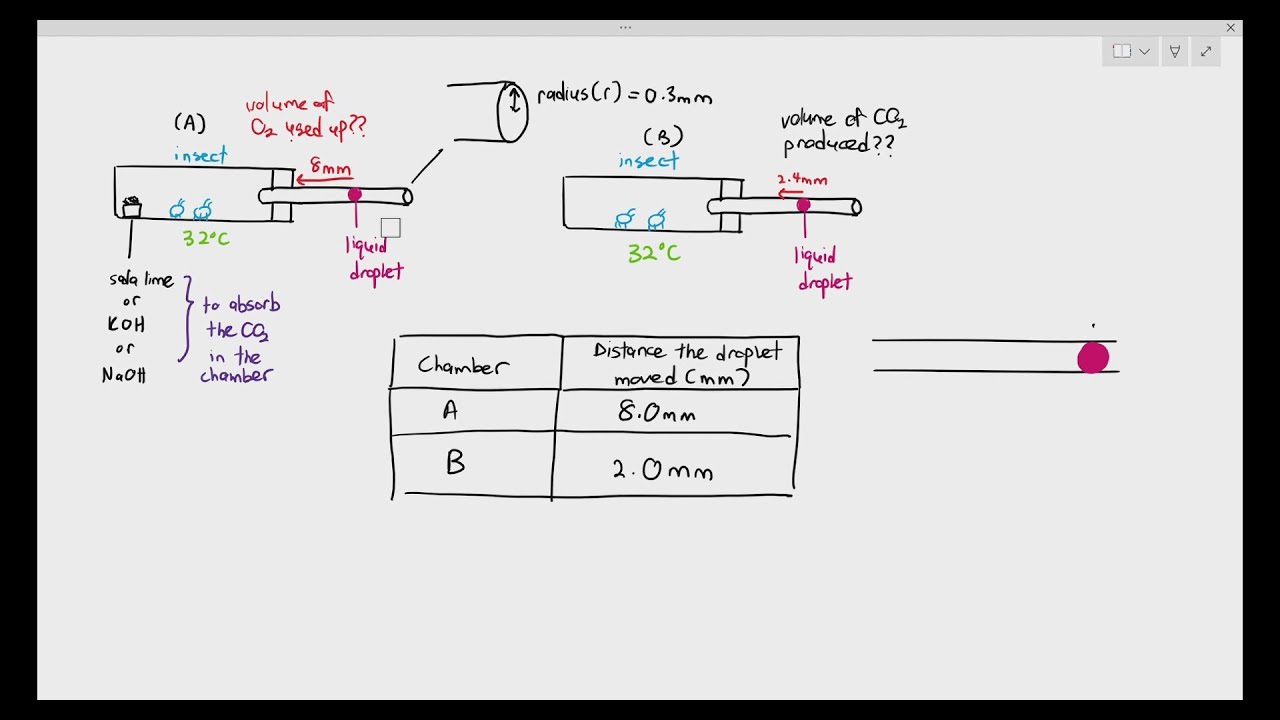 Understanding the Respiratory Quotient: Definitions, Calculations, and ...