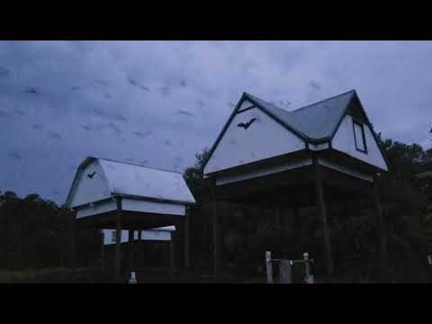 University of Florida Bat Houses