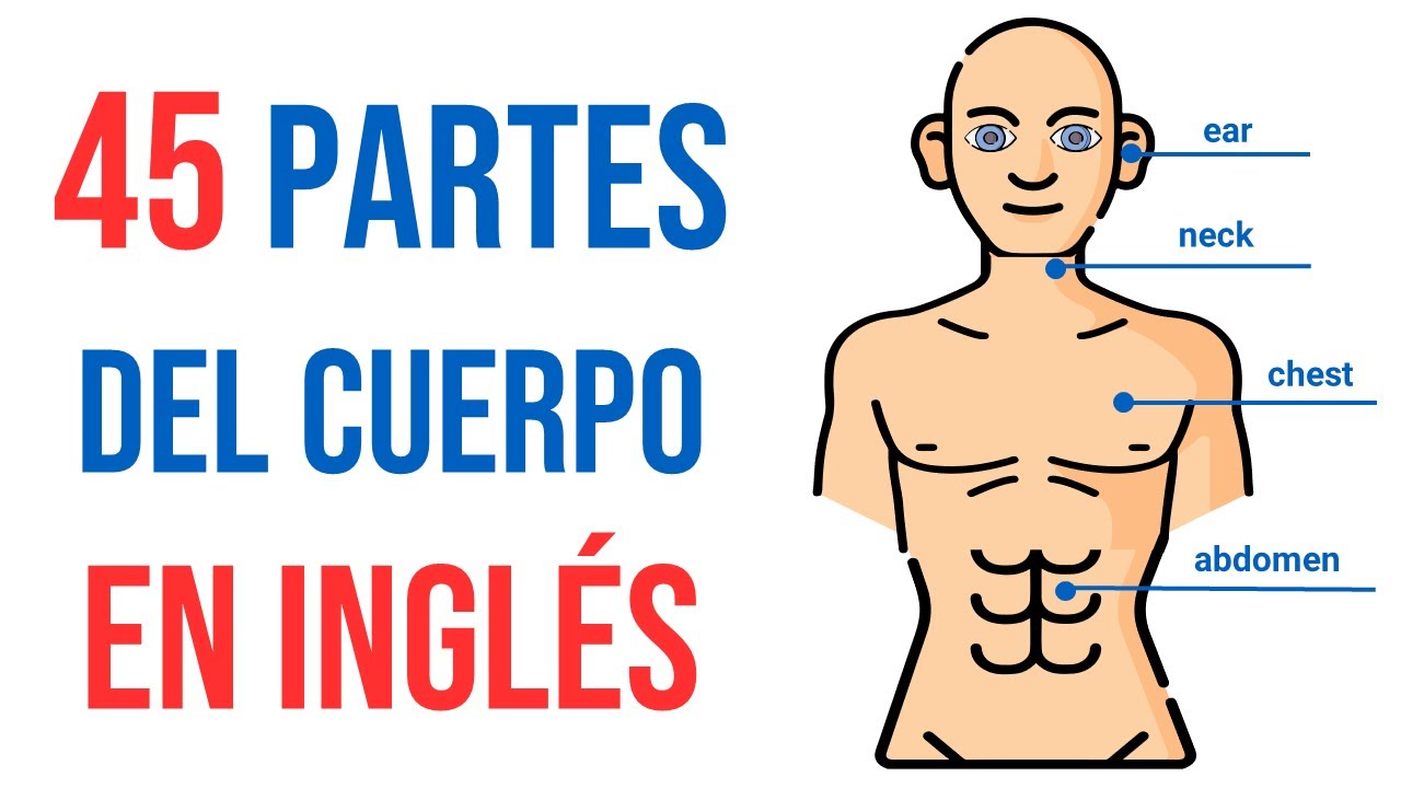 Partes del Cuerpo en Inglés con Pronunciación | Súper Inglés