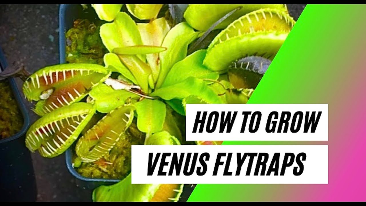 How to Grow a Venus Flytrap - Basic Care Guide