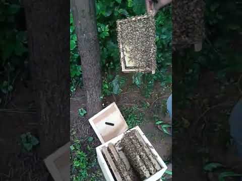 Apis Mellifera in ISI A Beehive