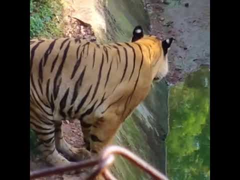 Nandankanan zoological park, Bhubaneswar,odisha