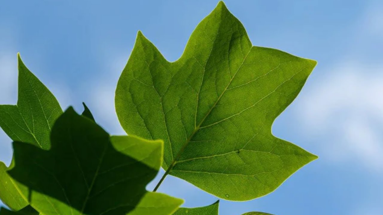 Complete Guide to Tulip Poplar Trees: How to Find Yellow Poplar