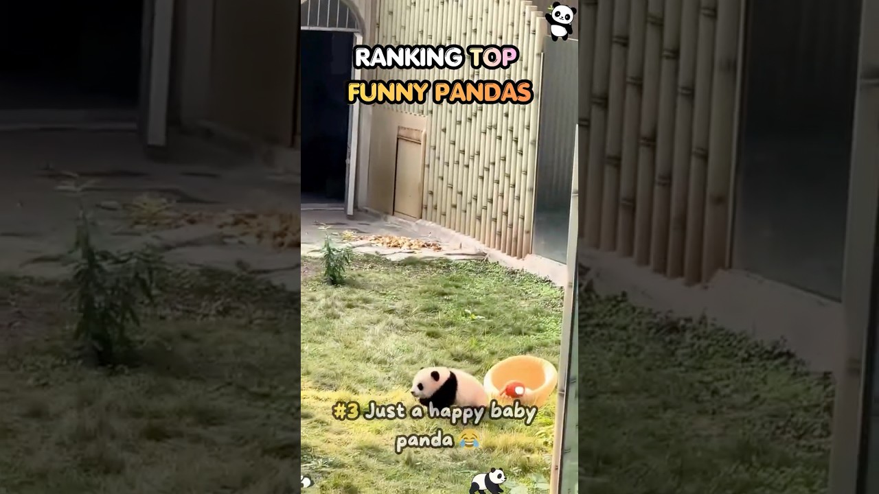 Ranking BEST FUNNY Pandas 😍 #funny #panda #animals #cute #funnyshorts #bestmoments #funnyvideo