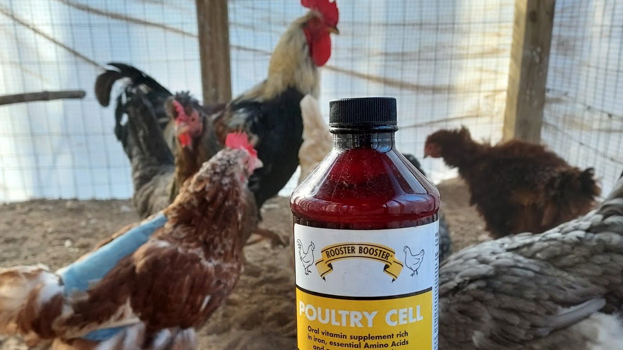 Rooster Booster Products