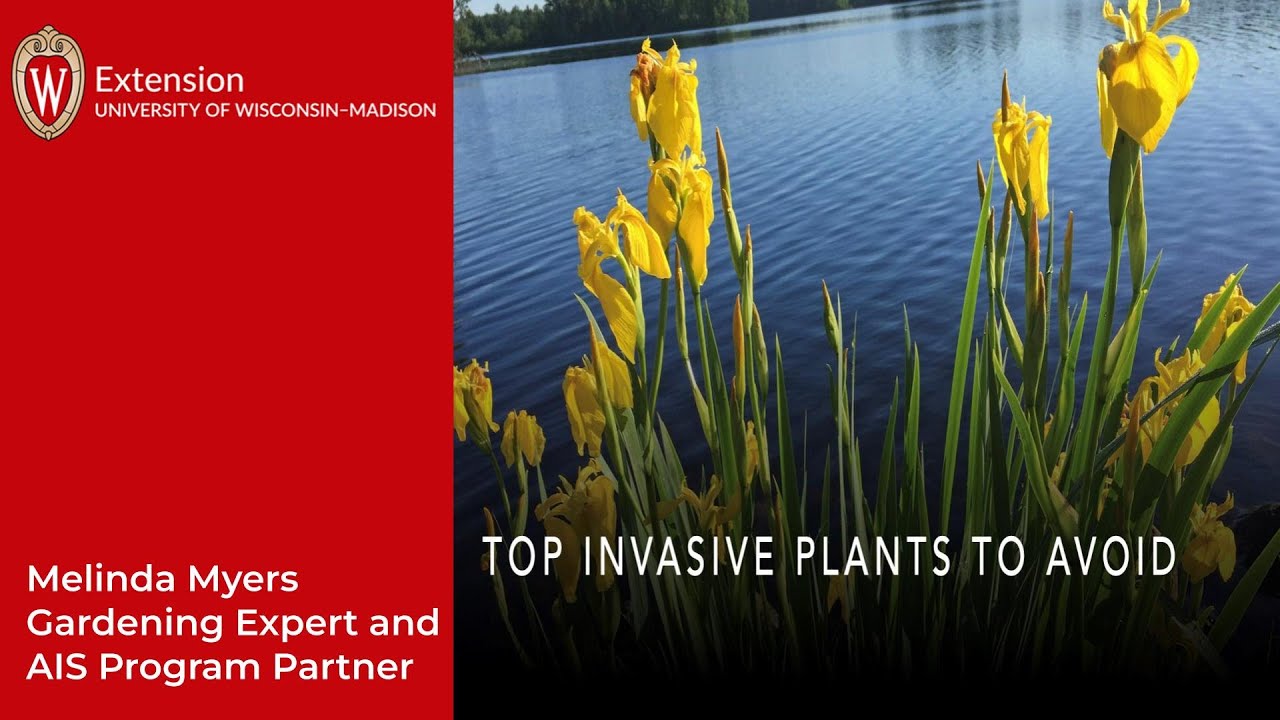 Top Invasive Plants to Avoid