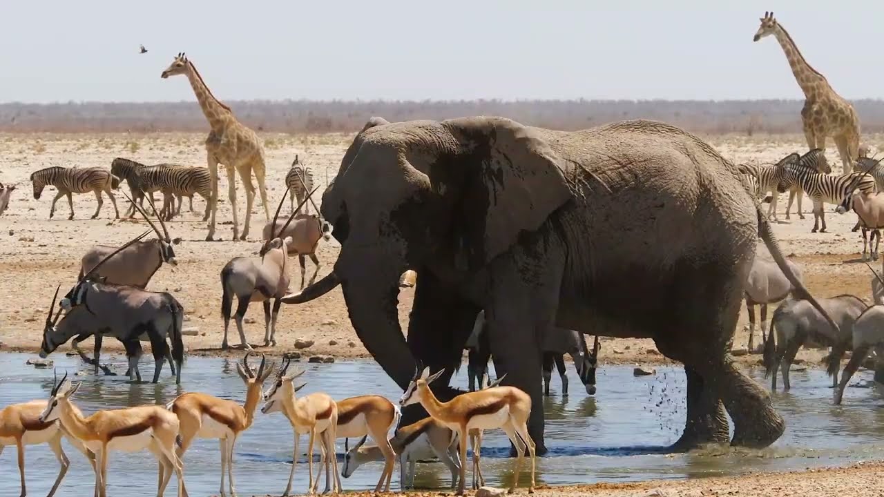 Key Biodiversity Areas - short video