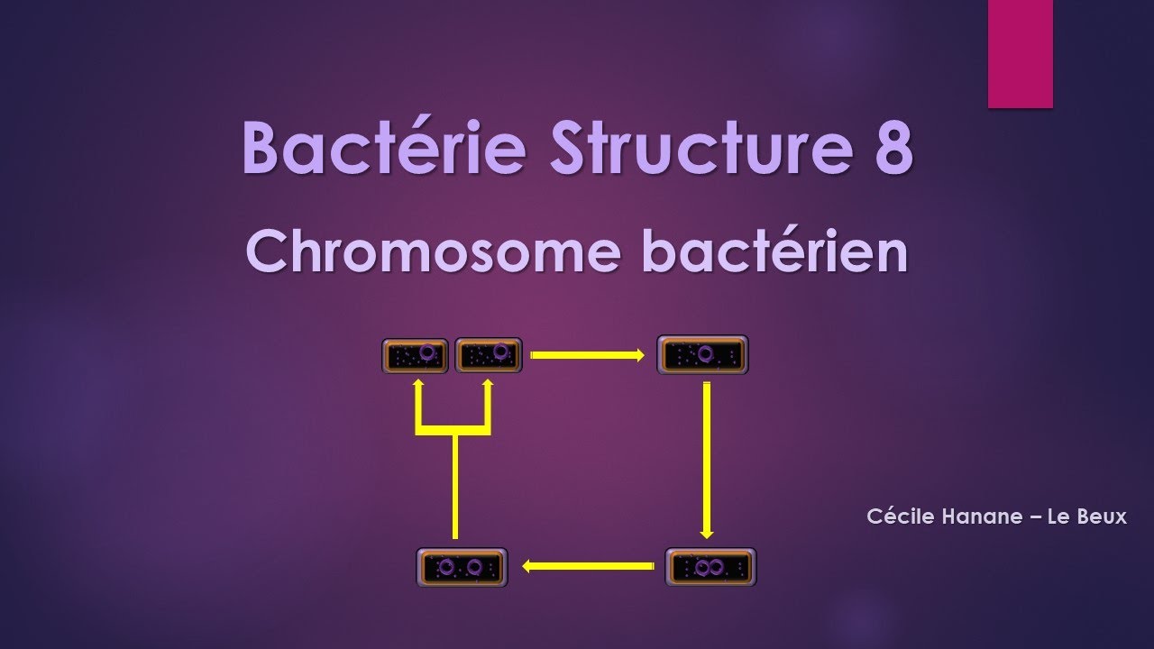 Understanding Bacterial Chromosome Structure and Genetic Material ...