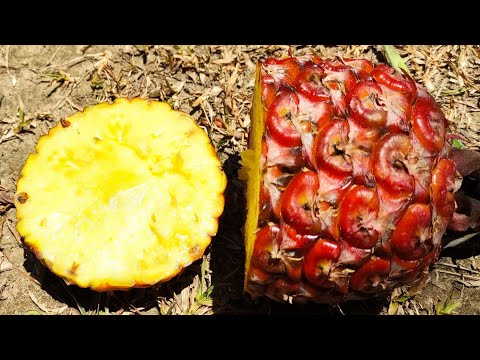Red Pineapple (Ananas comosus) in Borneo