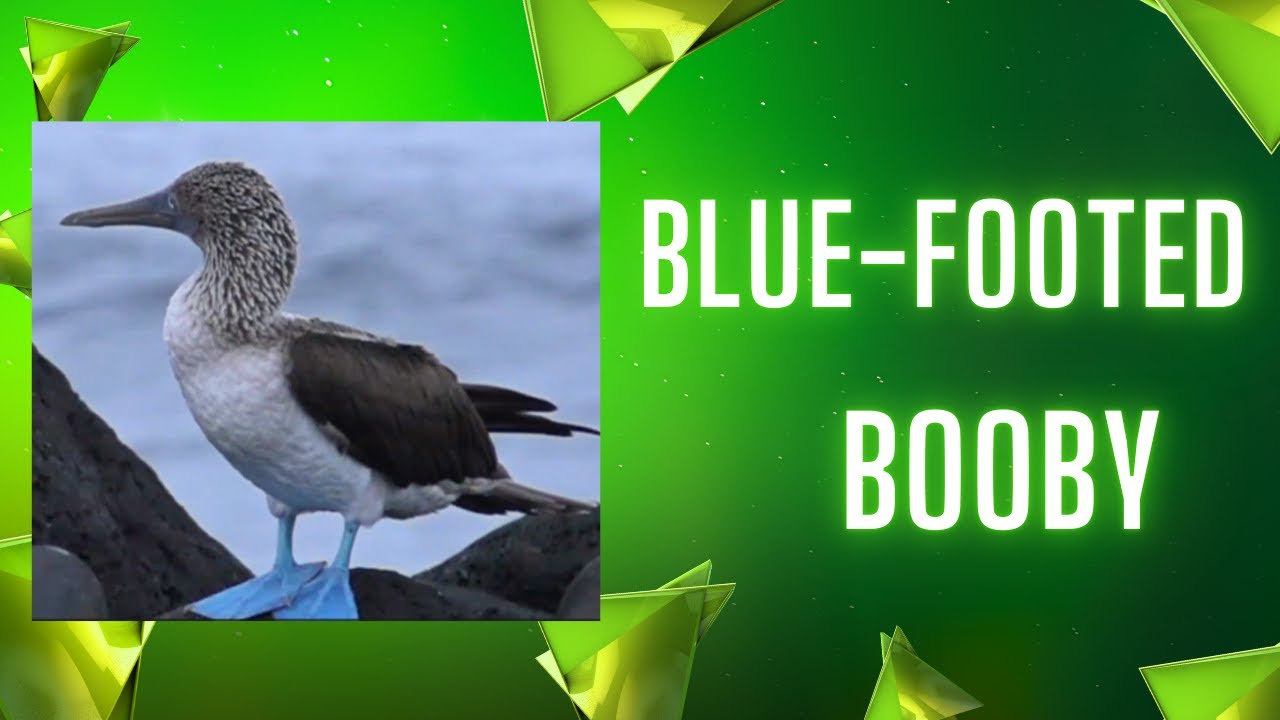 🦩 Blue-footed Booby: The Colorful Seabird of the Galápagos | Amazing Planet 🌎
