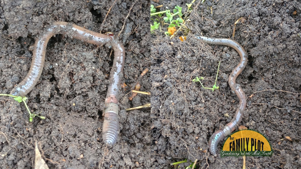 Are these Asian jumping worms?