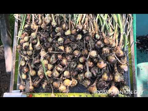 Filaree Garlic Farm Seed Bulbs