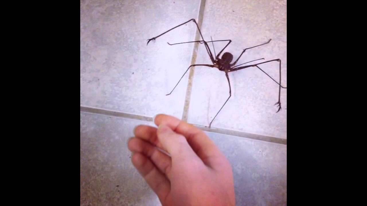 Giant Whipscorpion !