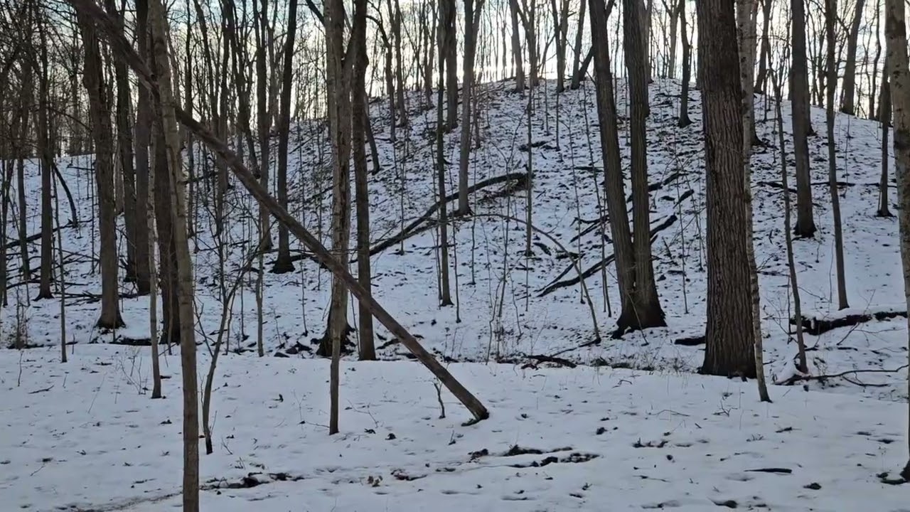 A Woodland Management Moment: Why Aspect Matters