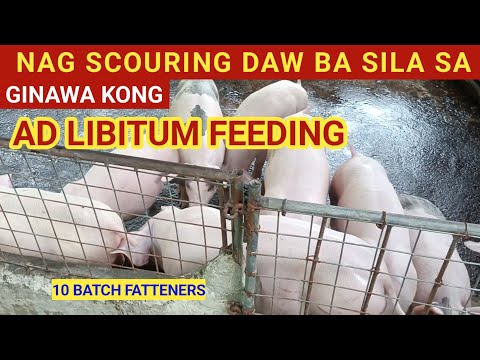 Nag scouring daw ba sila sa ginawa kong Ad libitum Feeding l Dodong Villaran l