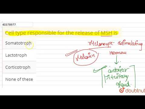 Cell type responsible for the release of MSH is
